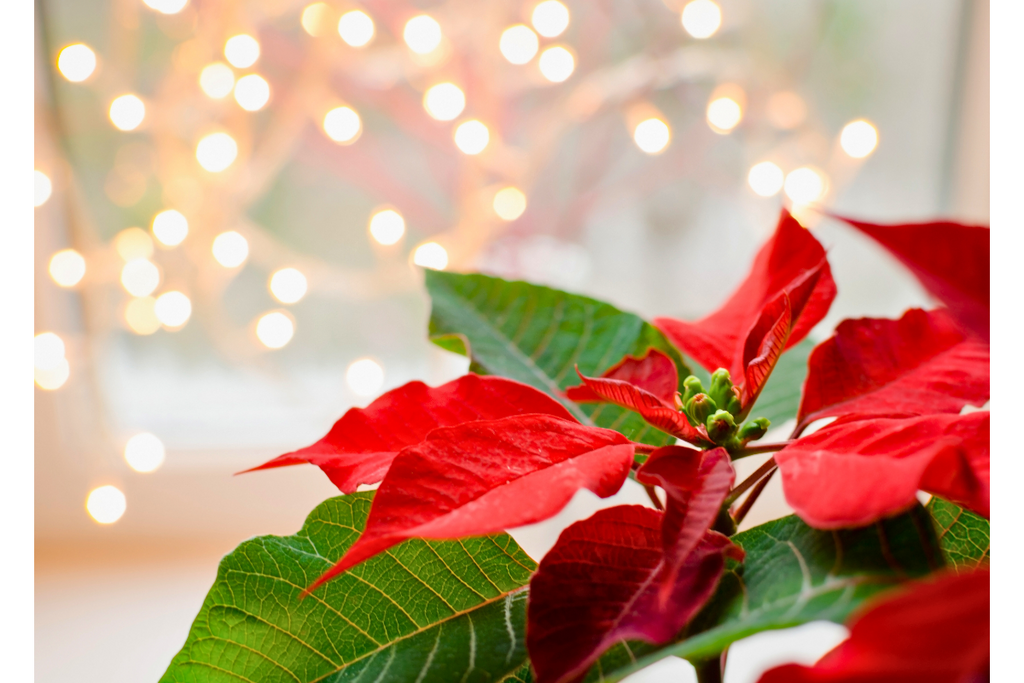 Poinsettia Season is Here! – Squeem