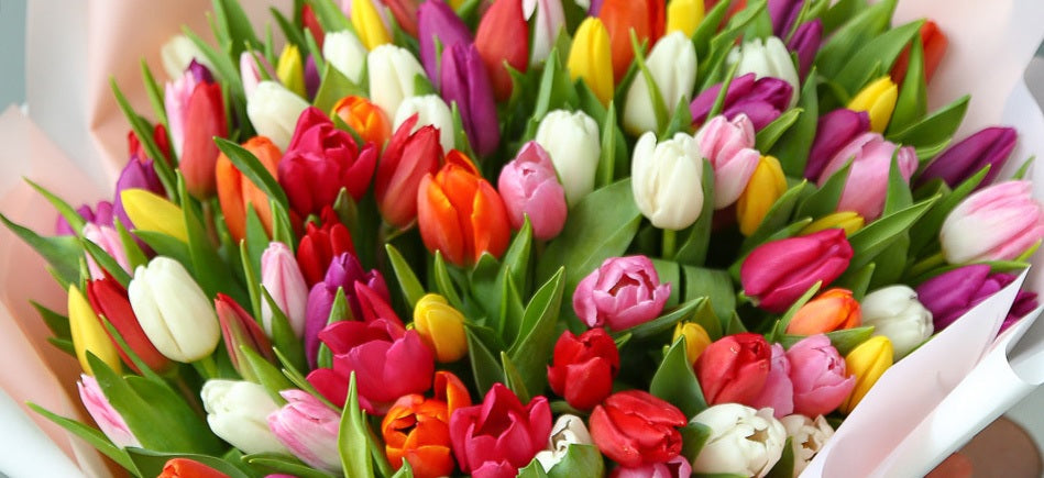 March in Bloom – Squeem